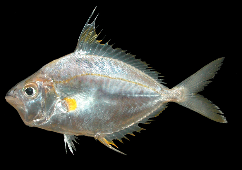 三重大学全学シーズ集